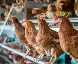 Broilers - Vencomatic Group